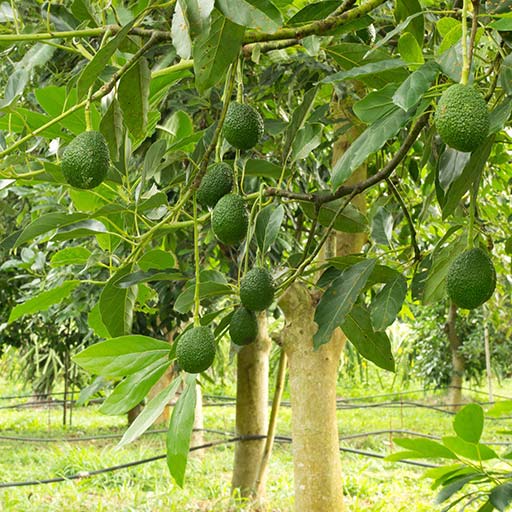 قیمت و خرید درخت آووکادو | درخت و درختچه | گلخانه دارُگل